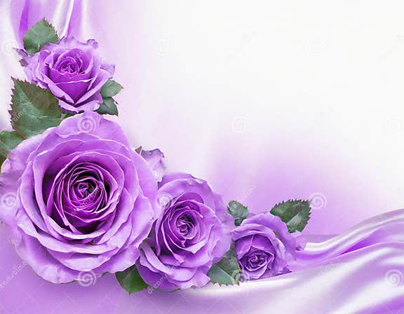 Purple Roses Corner Border Designs. Stock Illustration - Illustration ...
