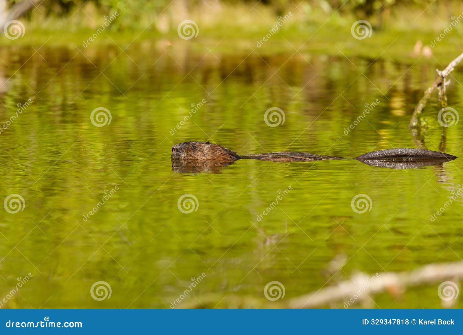 Muskrat Ondatra Zibethicus Looking Up From Mossy Trees And Gr Stock ...