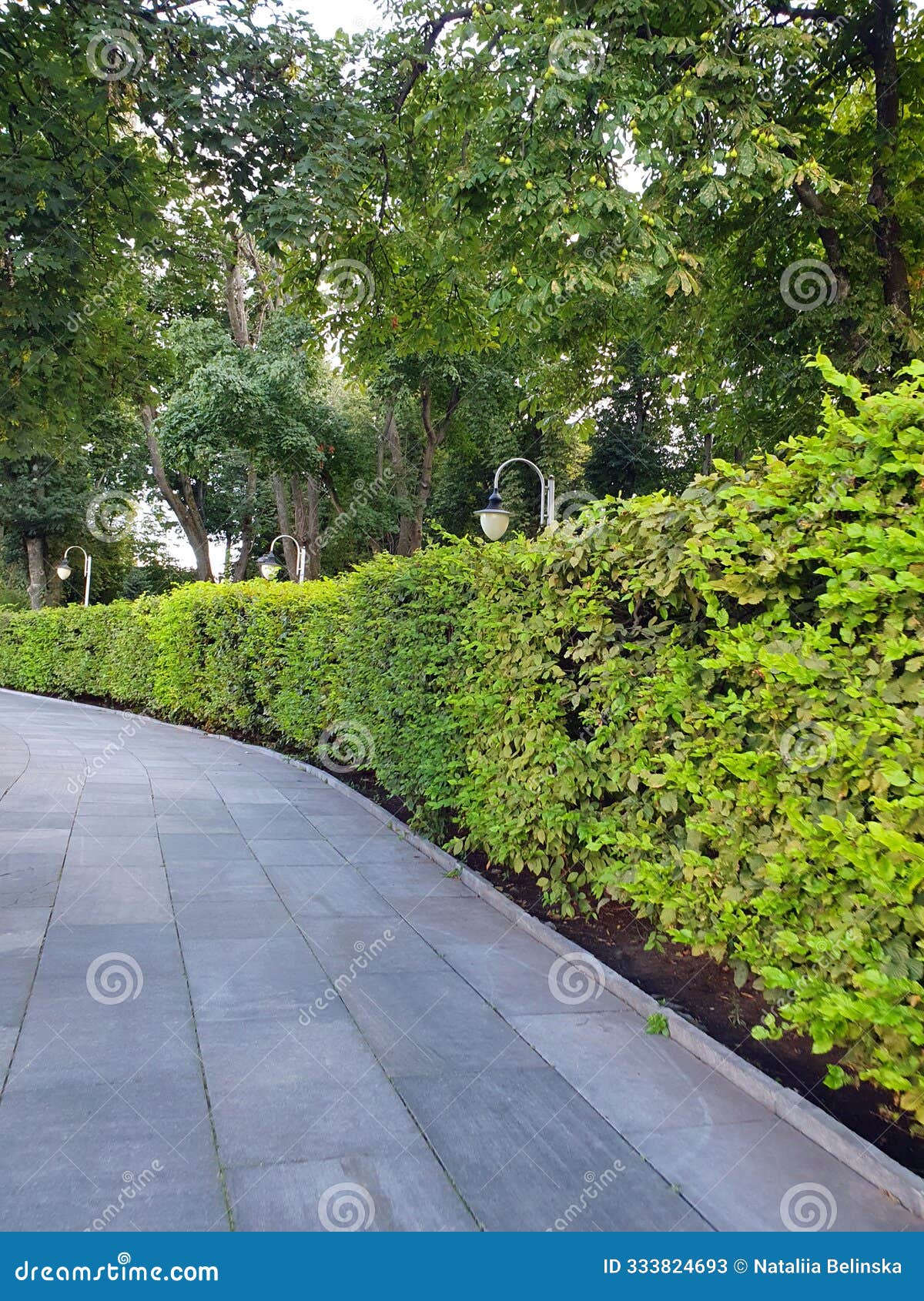 Bushes Hedge With Drop Irrigation System And Mulching Royalty-Free ...