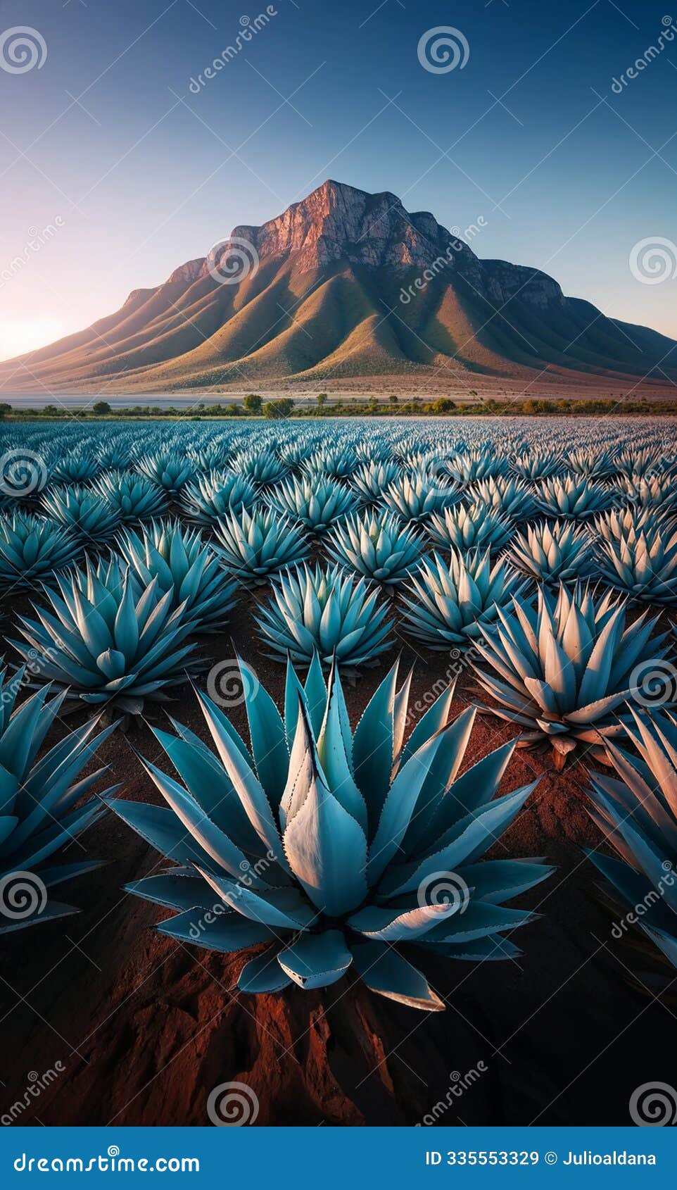 Mexican Blue Agave, Plant For Making Tequila, Agave Mexico Mezcal Close ...