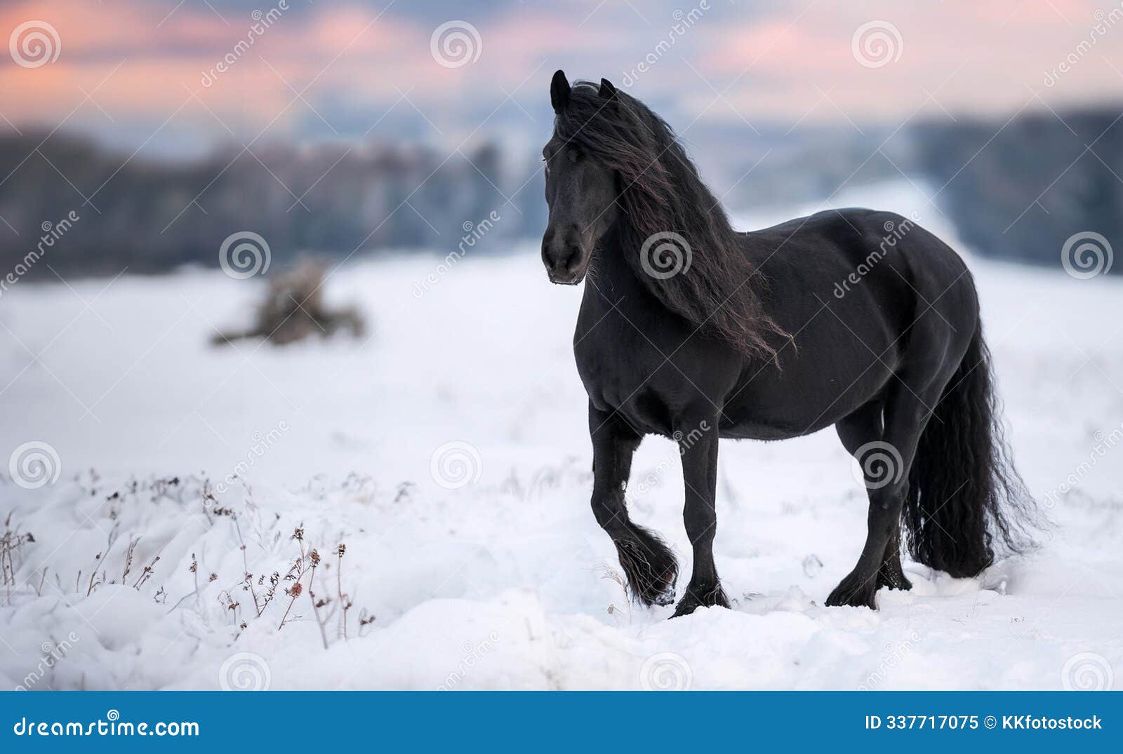 Friesian Horse In Nature Royalty-Free Stock Photography | CartoonDealer ...