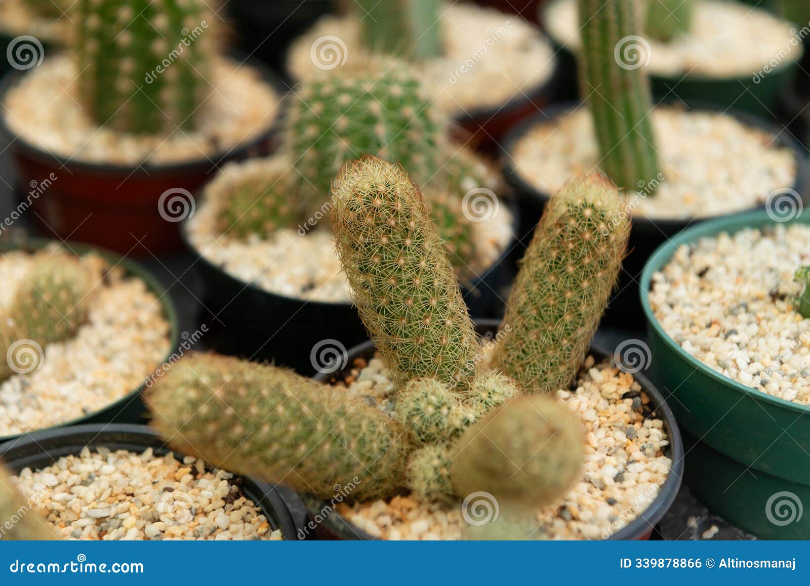 Lady Finger Cactus Mammillaria Elongata Golden Star Lace Decorative ...