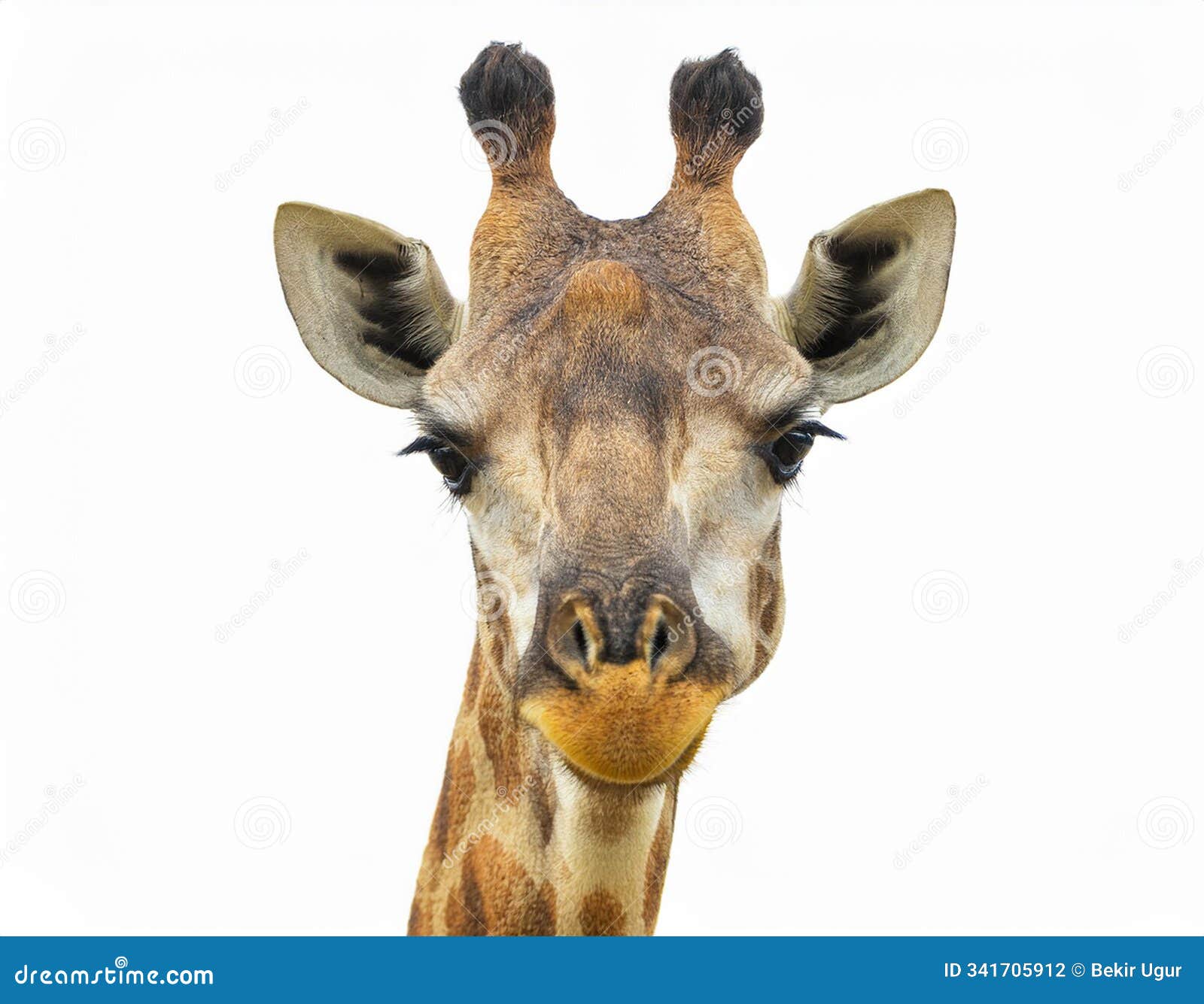 Giraffe White Background. Giraffe Head And Neck Isolated Against A ...