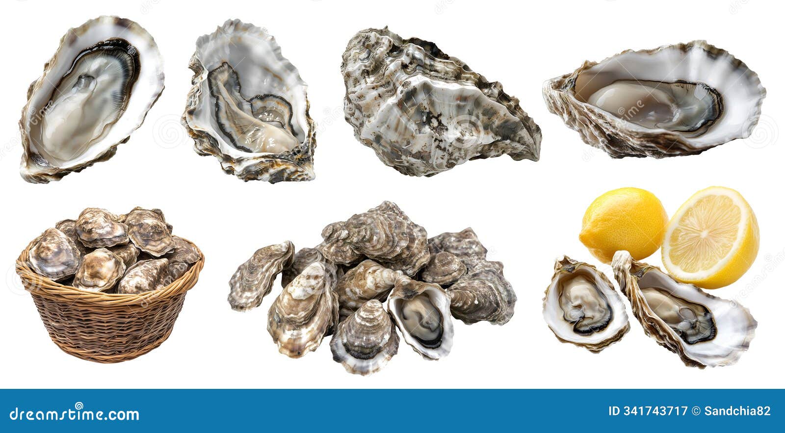 Oyster Oysters, Salt-water Bivalve Molluscs, Many Angles View Side Top ...