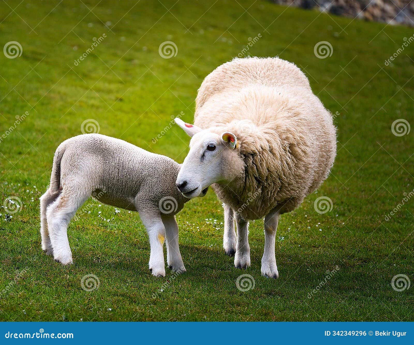 Cloned Sheep. British Breed of Sheep and Lamb Funny Posing on a Green ...