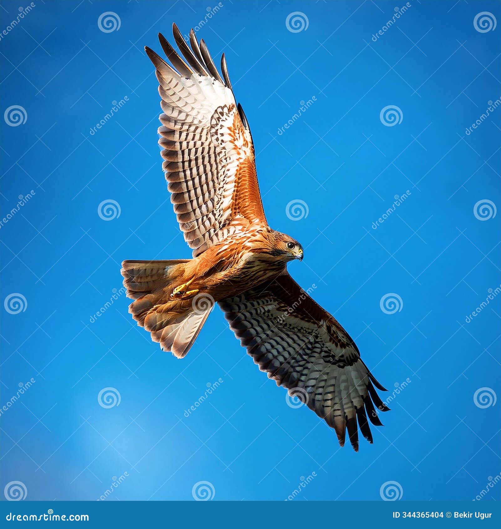 Large Ferruginous Hawk In Flight With Blue Sky Background Stock ...
