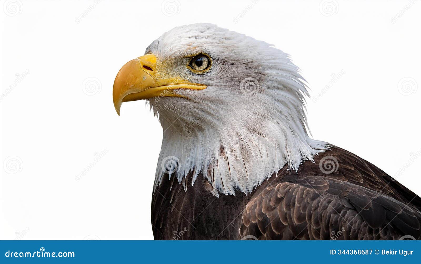 Ferruginous Hawk Bird Angry Icon Vector | CartoonDealer.com #326606959