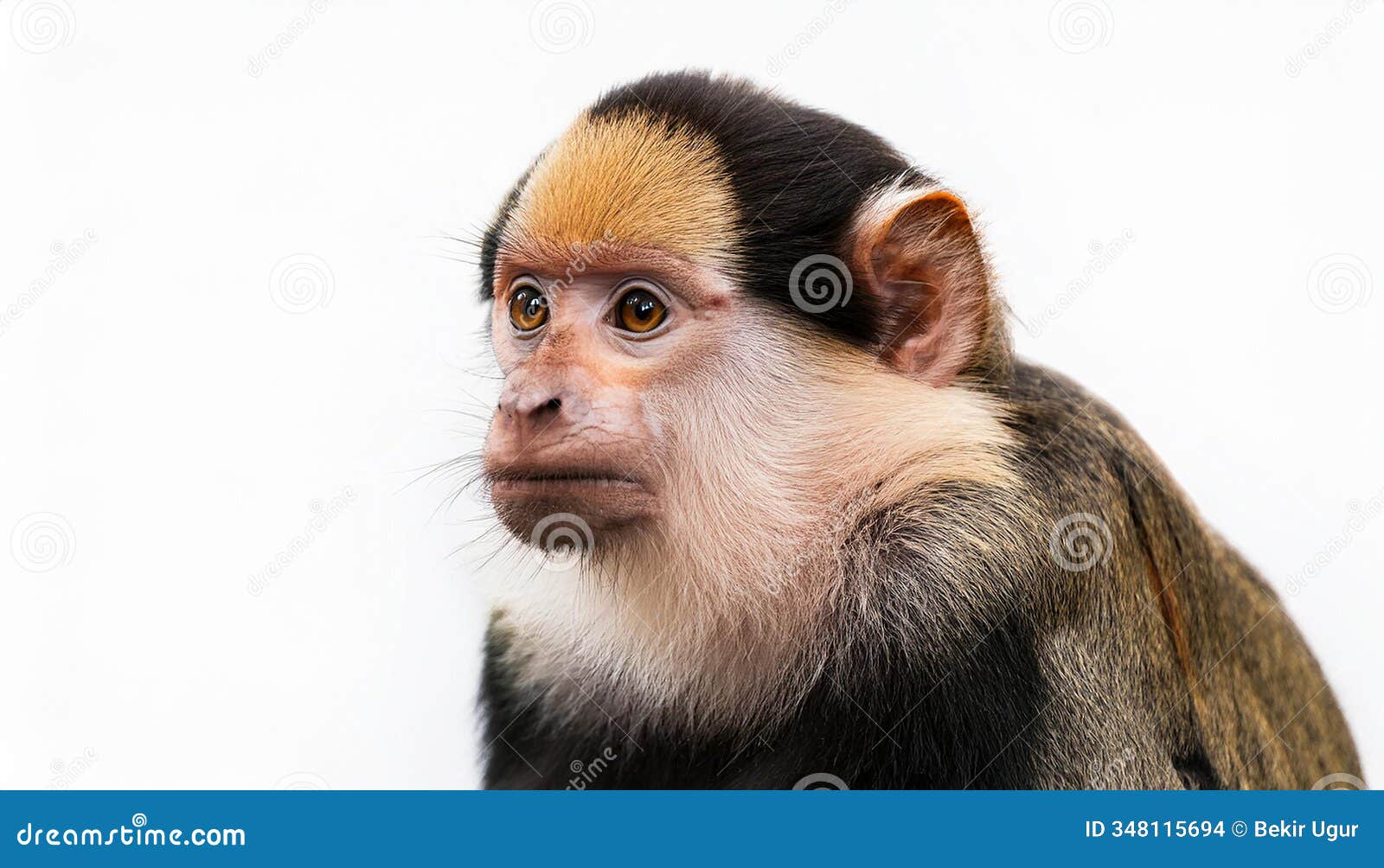 The Rosy-Cheeked Monkey, Isolated On A White Background. Stock Image ...