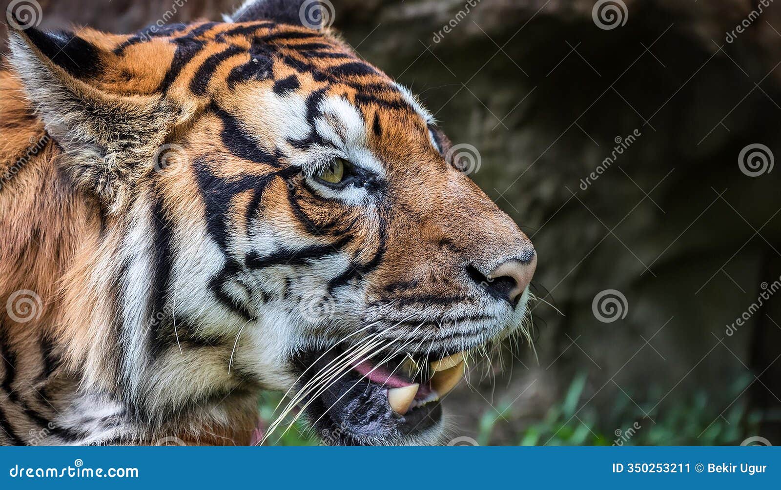 Tiger Roar Poster. Abstract Tiger Illustration In Cartoon Style. Vector ...