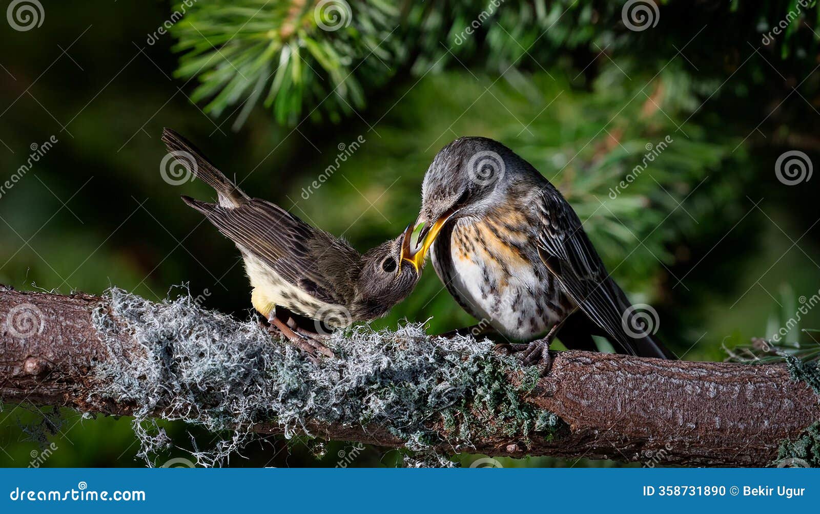 Fledgling Cartoons, Illustrations & Vector Stock Images - 1974 Pictures ...