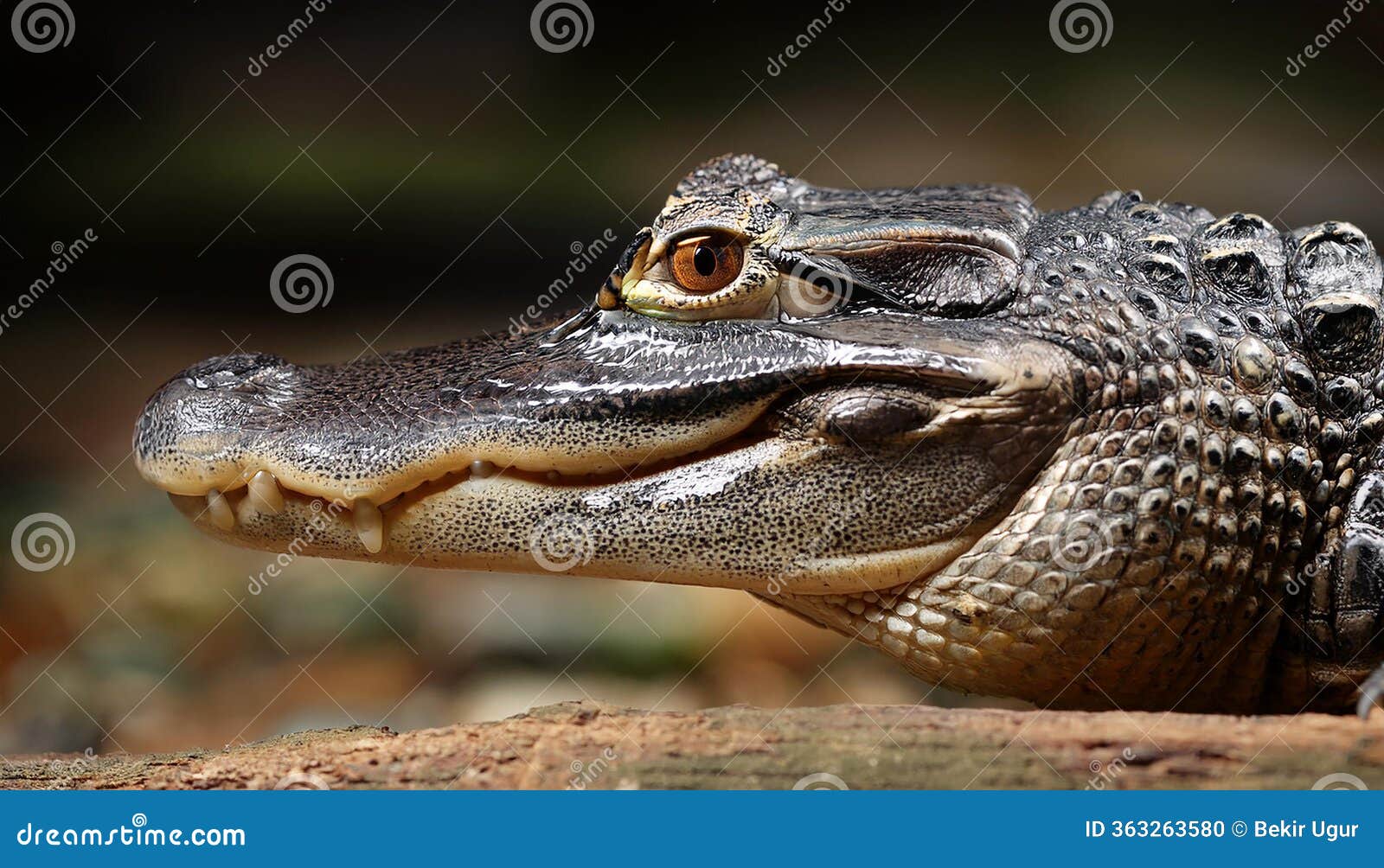 Portrait View Of A Spectacled Caiman Caiman Crocodilus Stock Photo ...