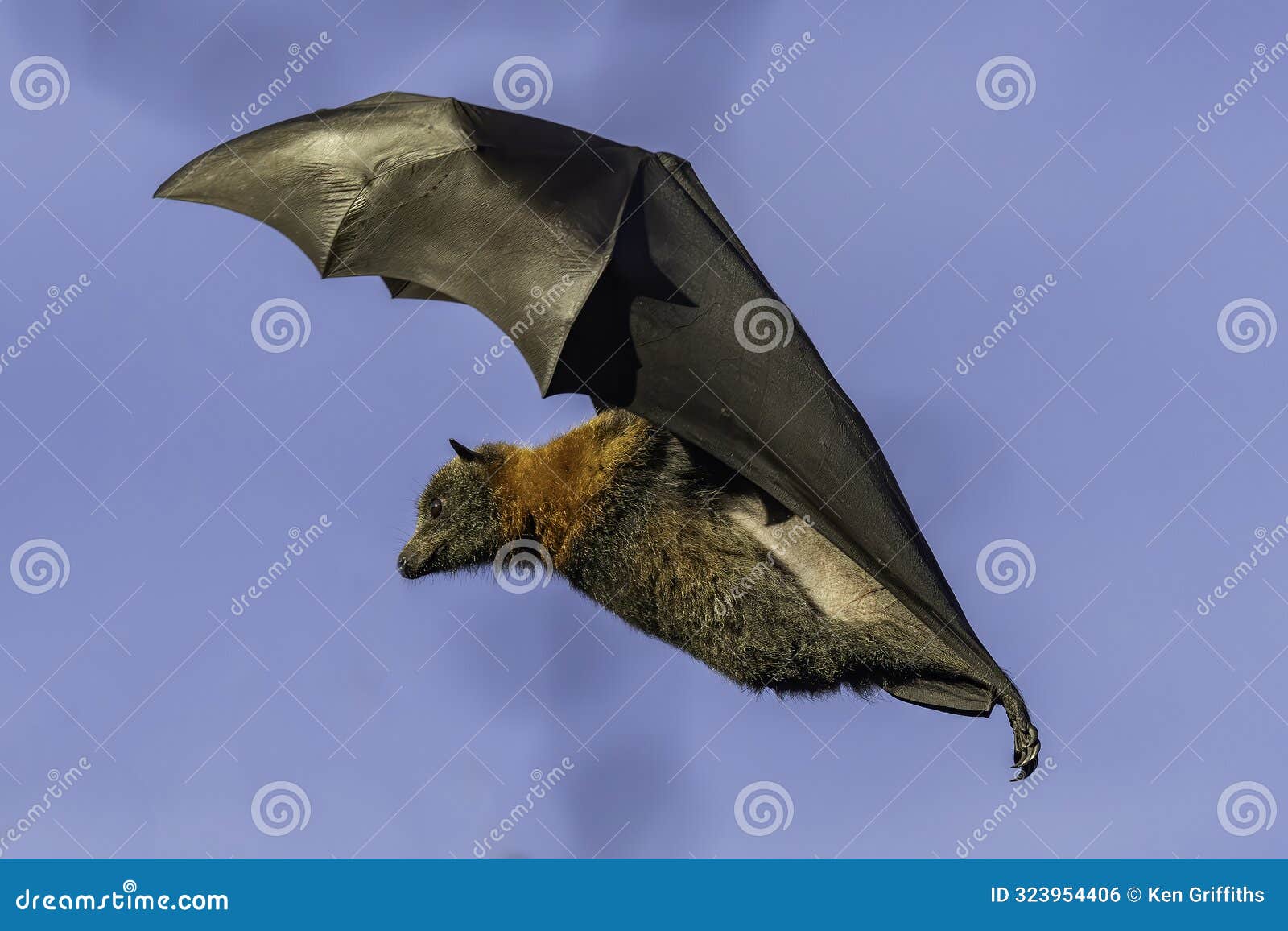 Australian Grey-headed Flying Fox Stock Photo - Image of mammal ...