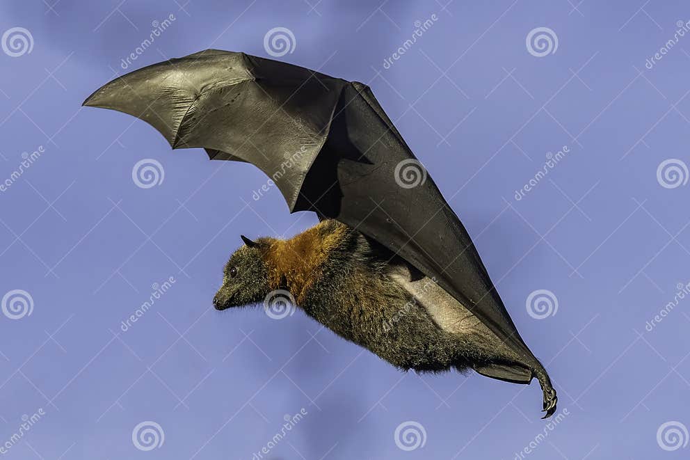 Australian Grey-headed Flying Fox Stock Photo - Image of mammal ...