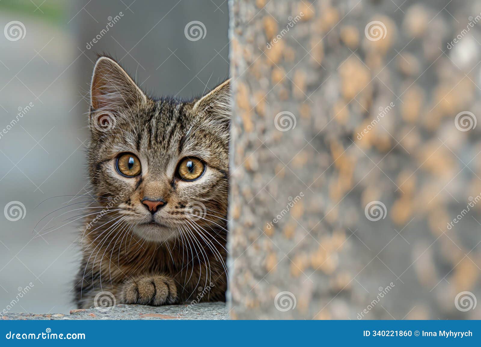 Barn Tabby Cat Peeking Around Corner. Space for Text Stock Illustration ...