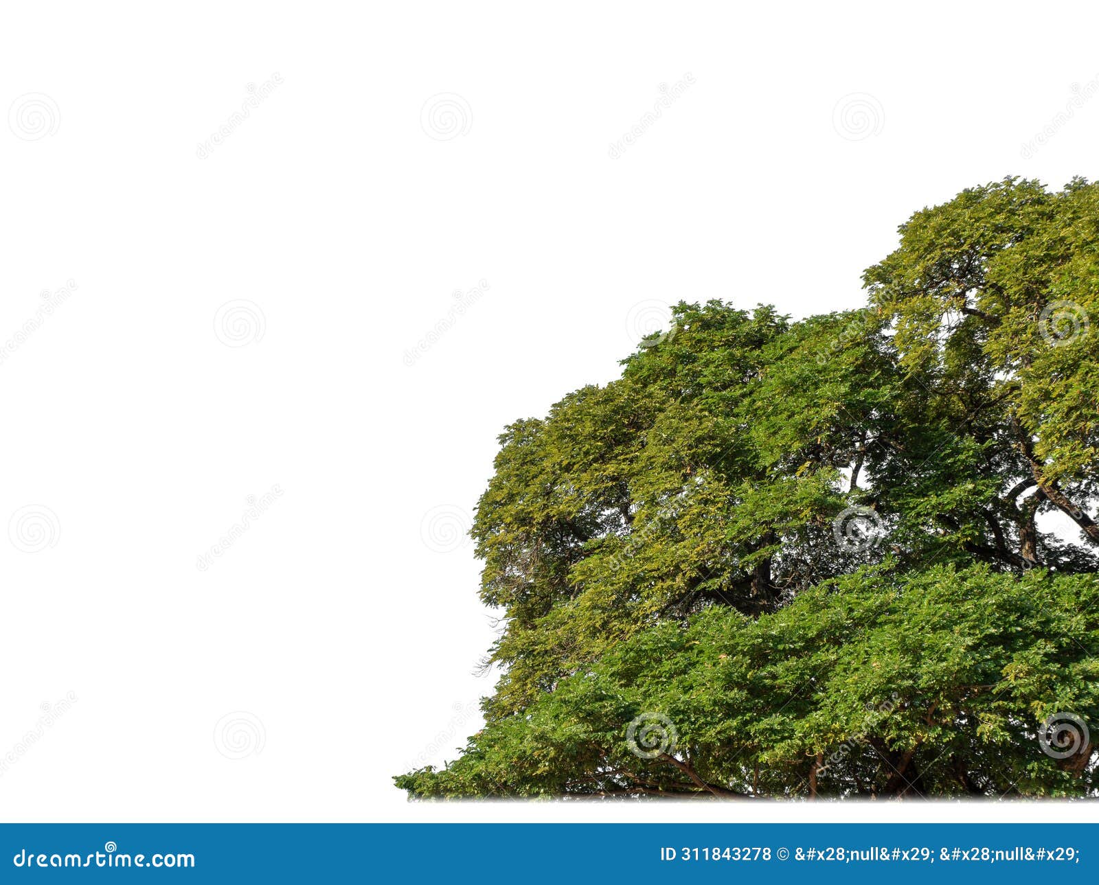 Canopy Tree on White Background with Clipping Path and Alpha Channel ...