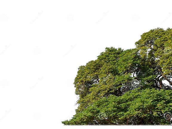 Canopy Tree on White Background with Clipping Path and Alpha Channel ...