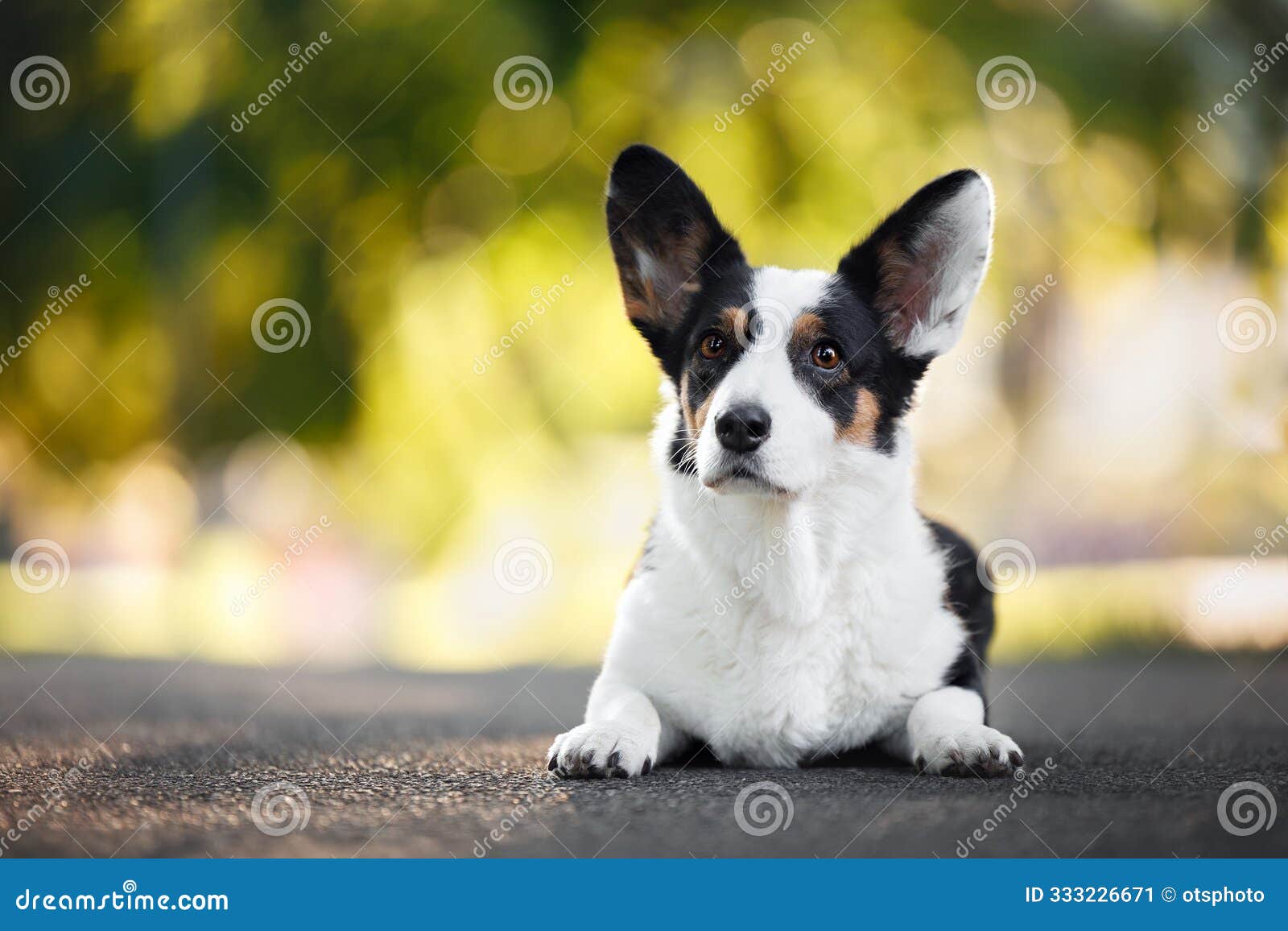 Cardigan Welsh Corgi Dog Lying Down Outdoors in Summer Stock Image ...