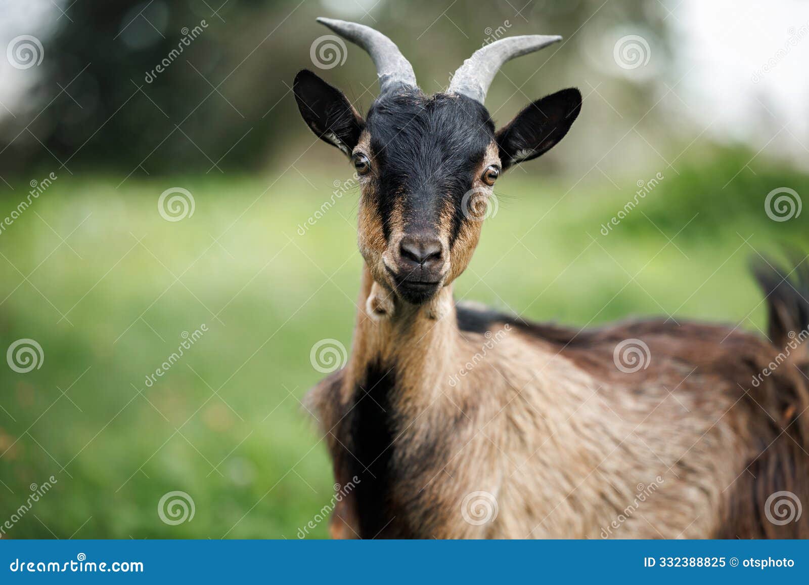 Close Up Goat Portrait Outdoors in Summer Stock Image - Image of ...