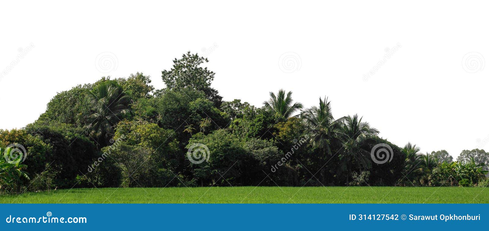 A Group of Rich Green Trees High Resolution on White Background . Stock ...