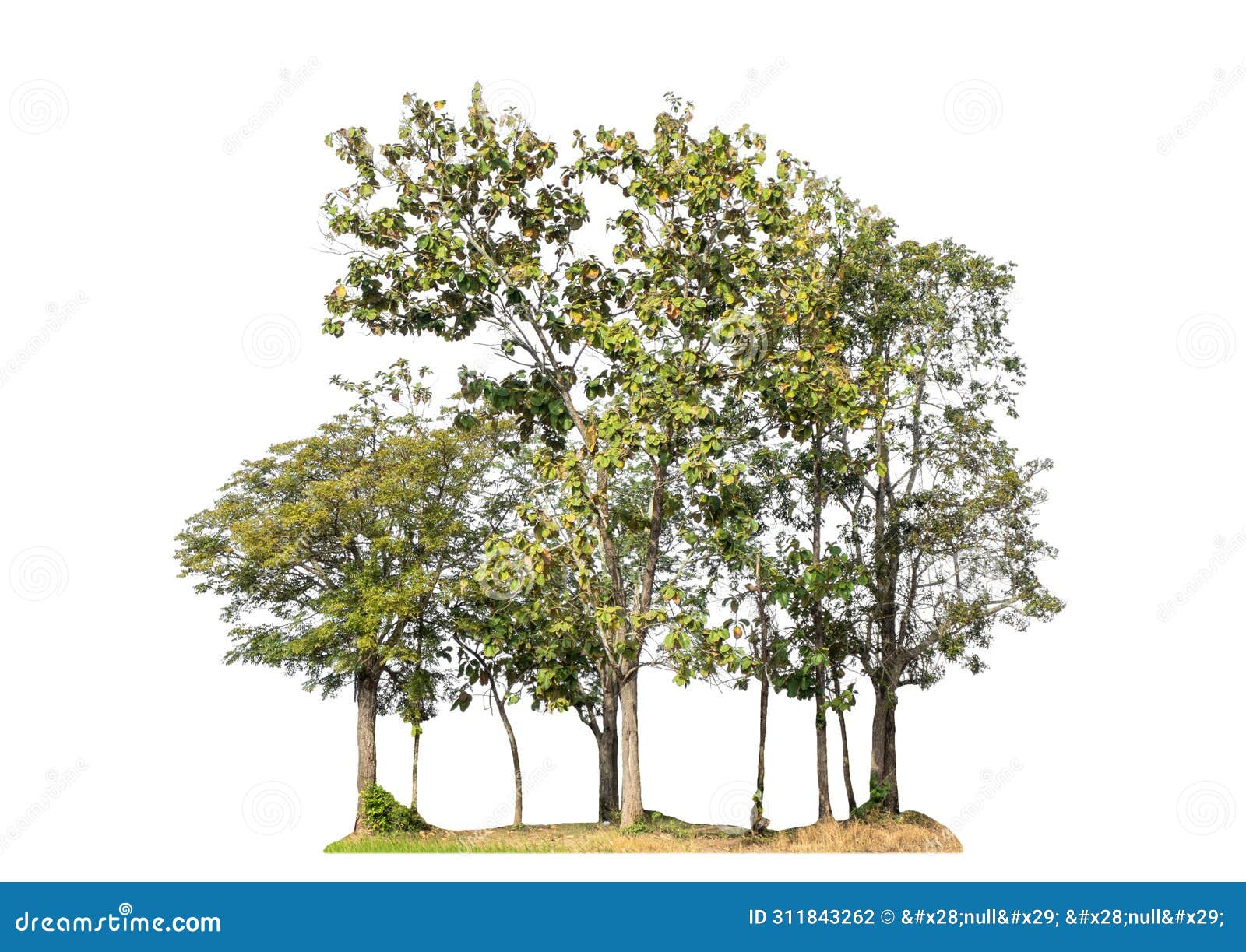 Group of Trees on White Background with Clipping Path and Alpha Channel ...