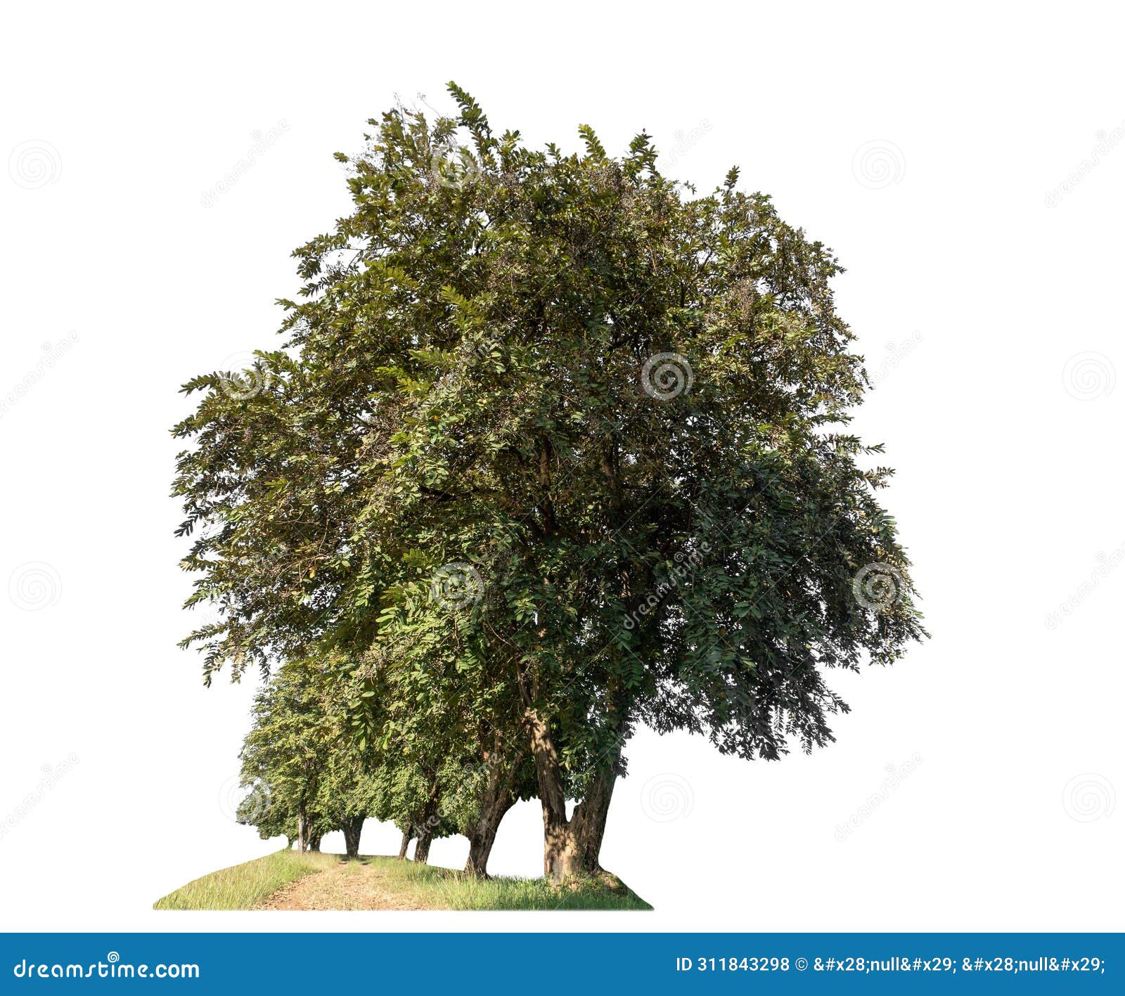Group of Trees on White Background with Clipping Path and Alpha Channel ...