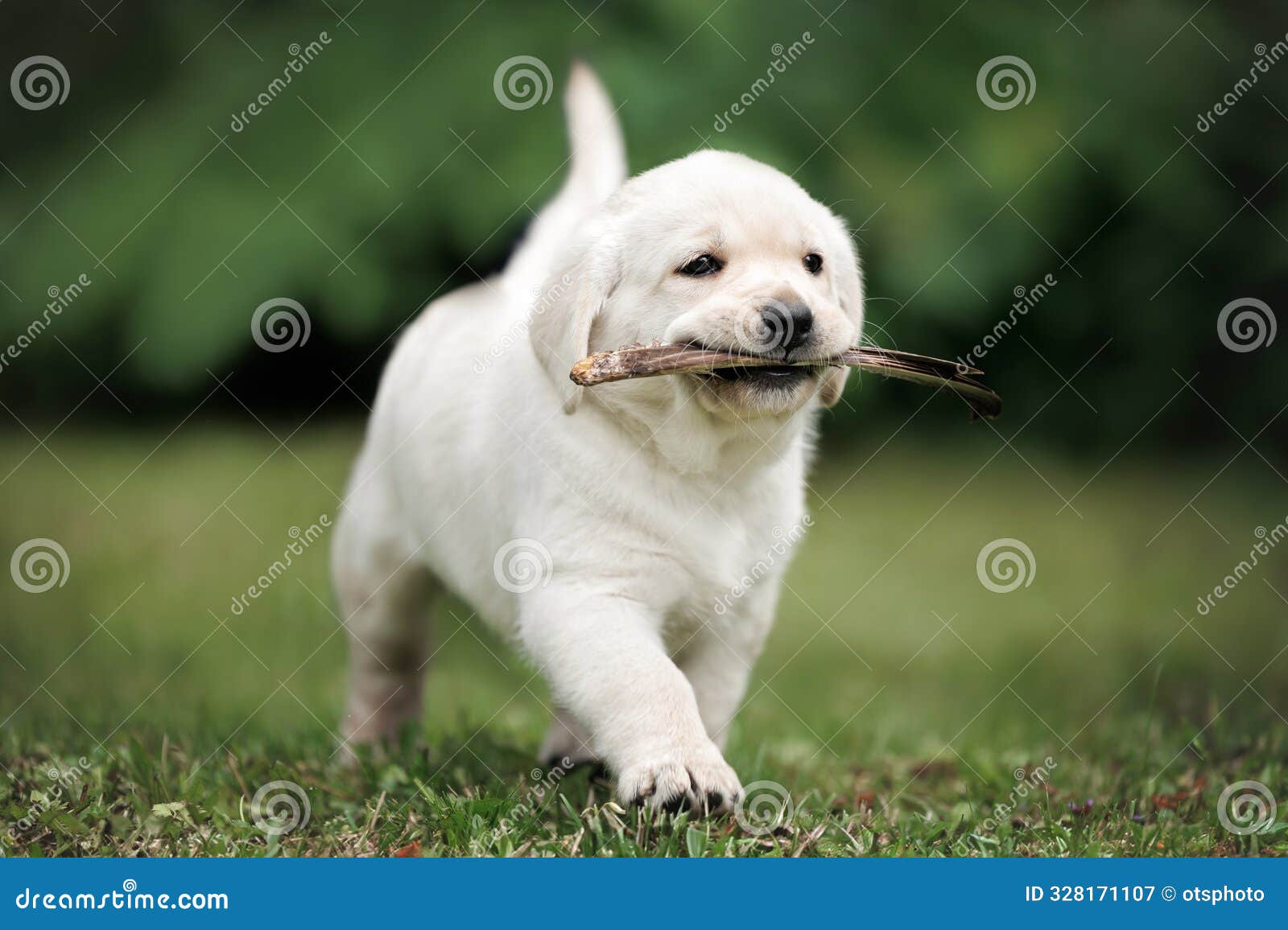 Labrador Retriever Puppy Fetching a Bird Wing As a Working Temperament ...
