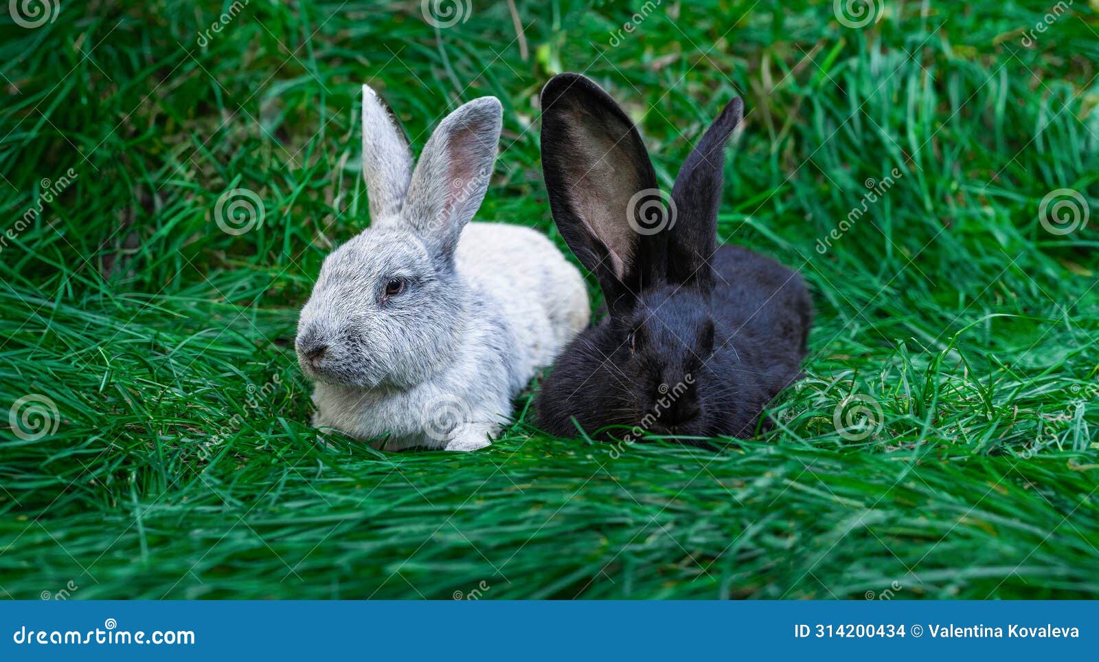 Large Light Silver, Black Giant Flanders, Medium Sized Rabbits Stock ...