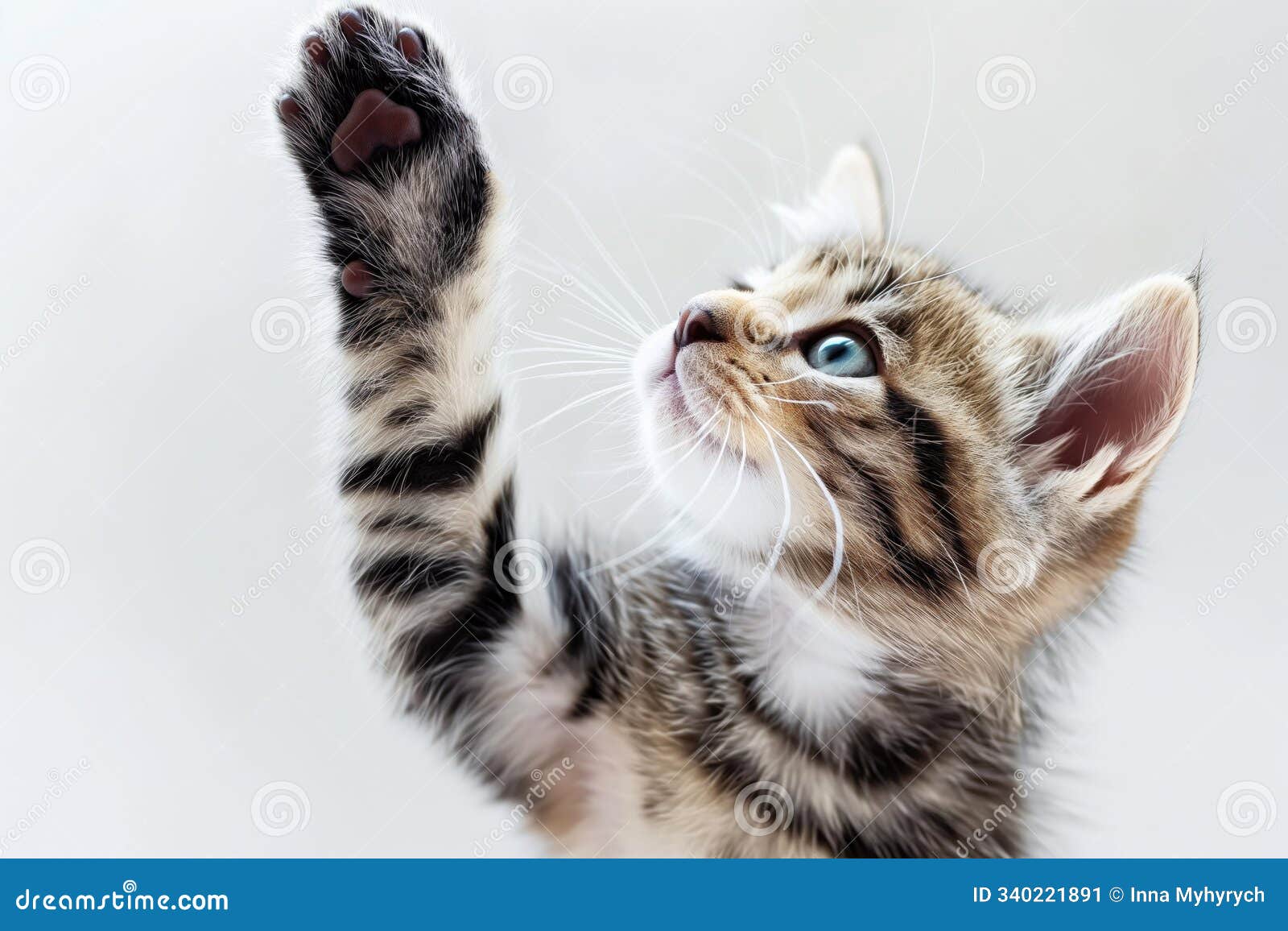 Portrait of Tabby Cat Raising Up Paw Side View Isolated on White ...
