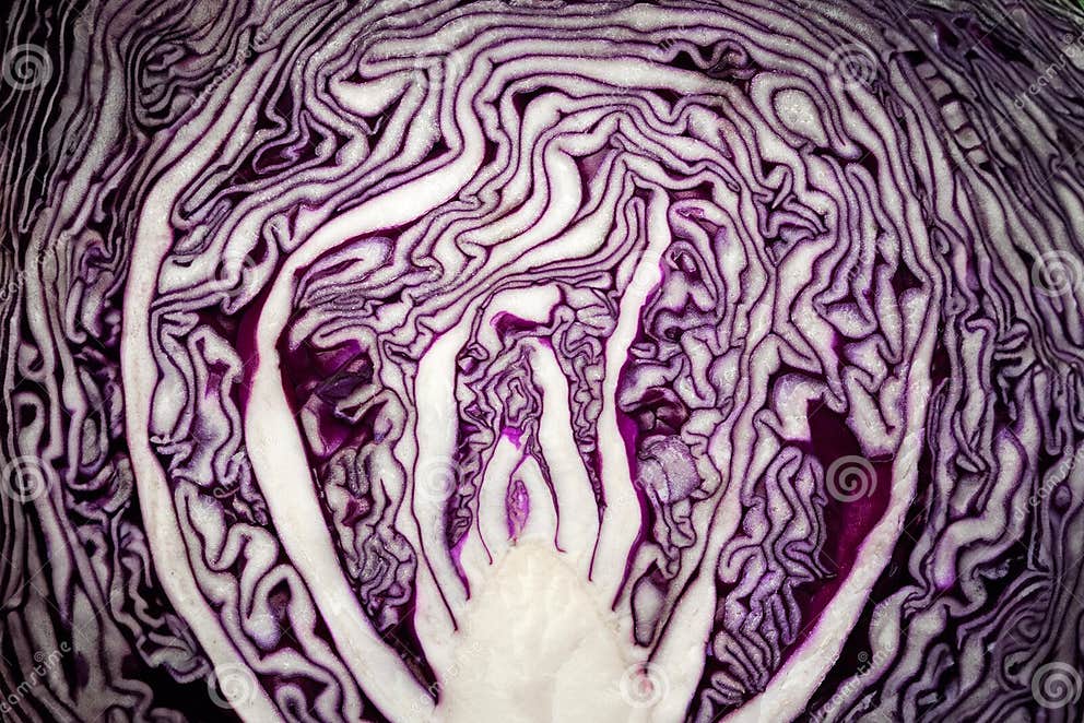 Purple Cabbage. Full Frame Cabbage in Section Stock Photo - Image of ...