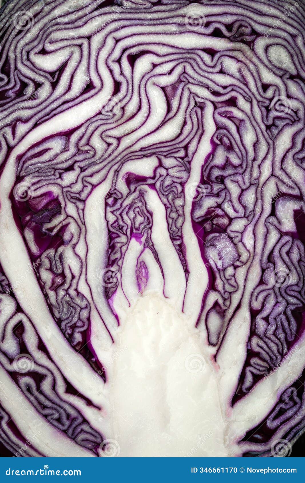 Purple Cabbage. Cabbage in Section. Cabbage Texture Stock Photo - Image ...