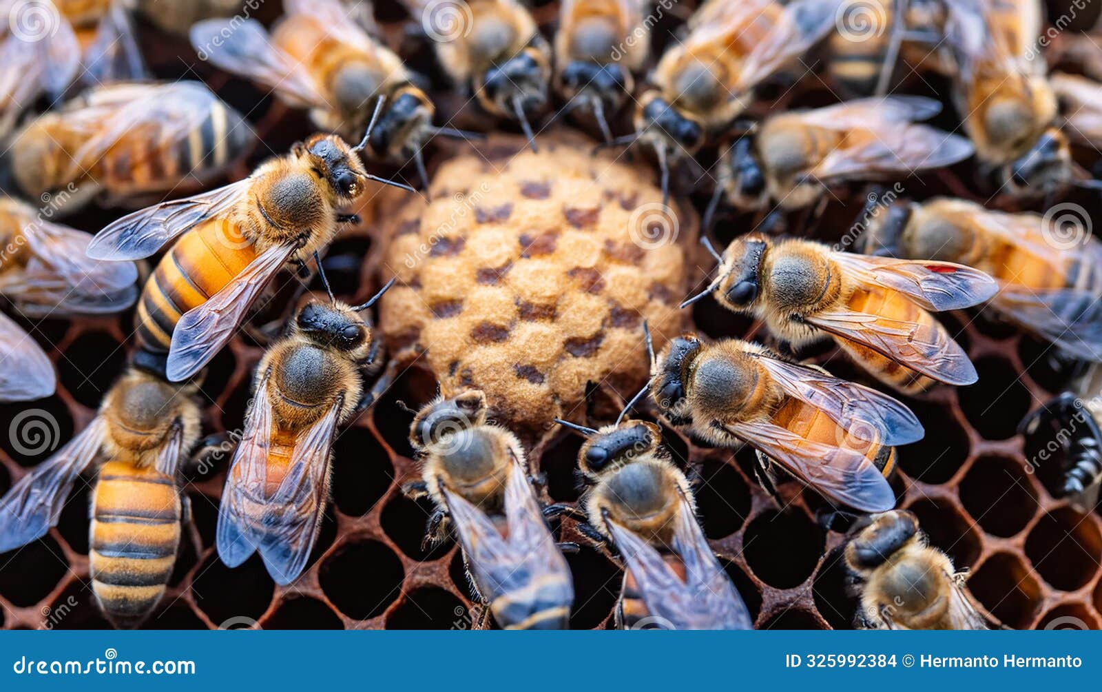 The Queen Marked with Dot and Bee Workers Around Her Bee Colony Life ...