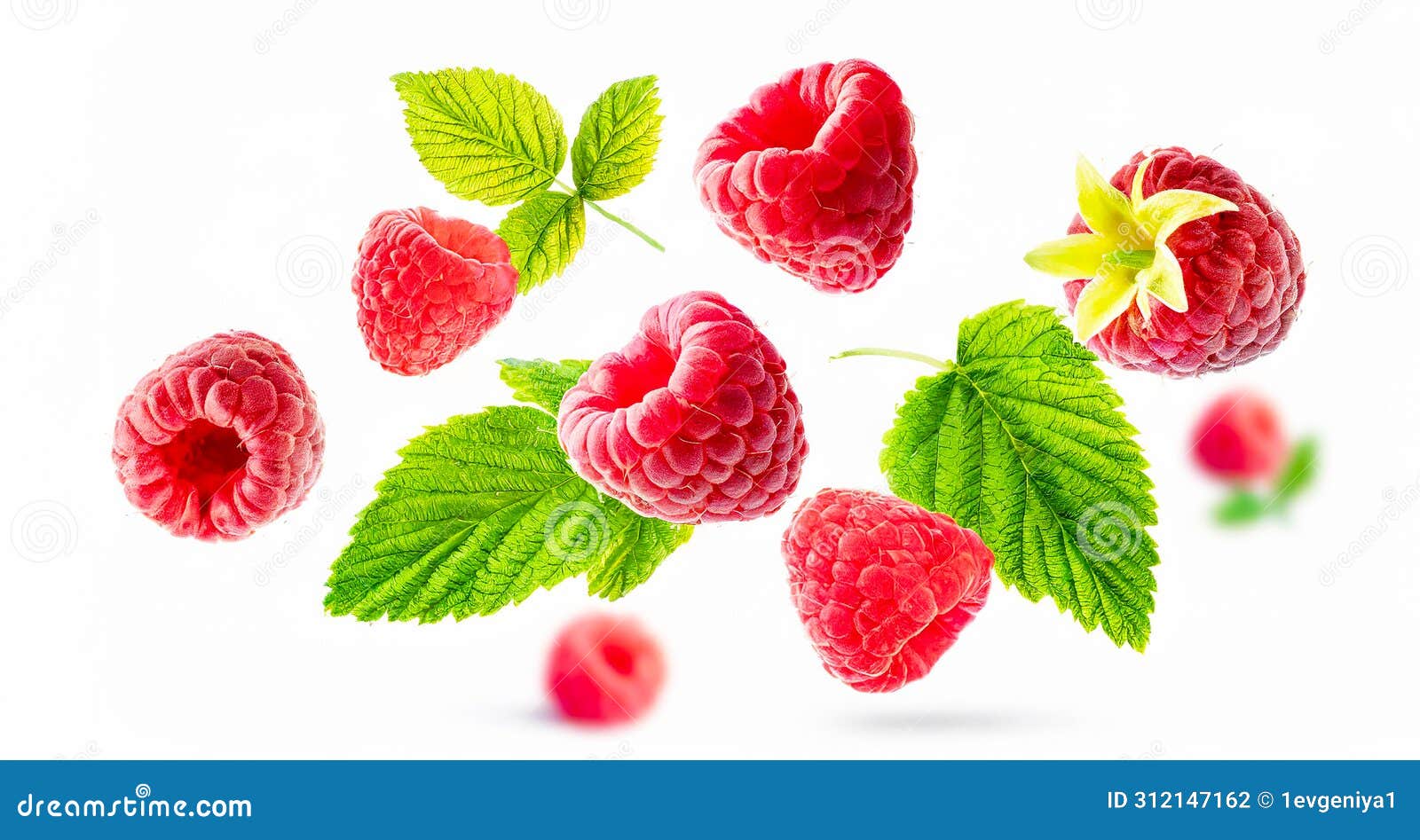 Raspberries Falling or Flying in the Air with Green Leaves Isolated on ...