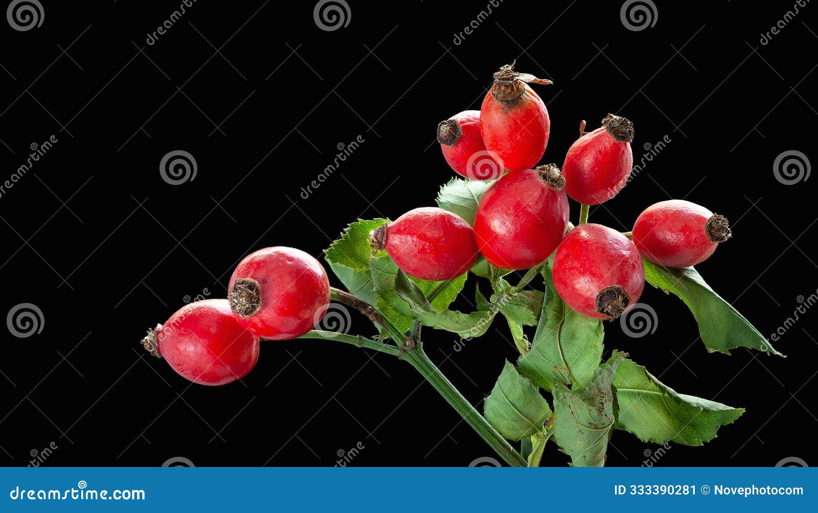 Rose Hips. Rose Hip Branch Close-up on Black Stock Image - Image of ...