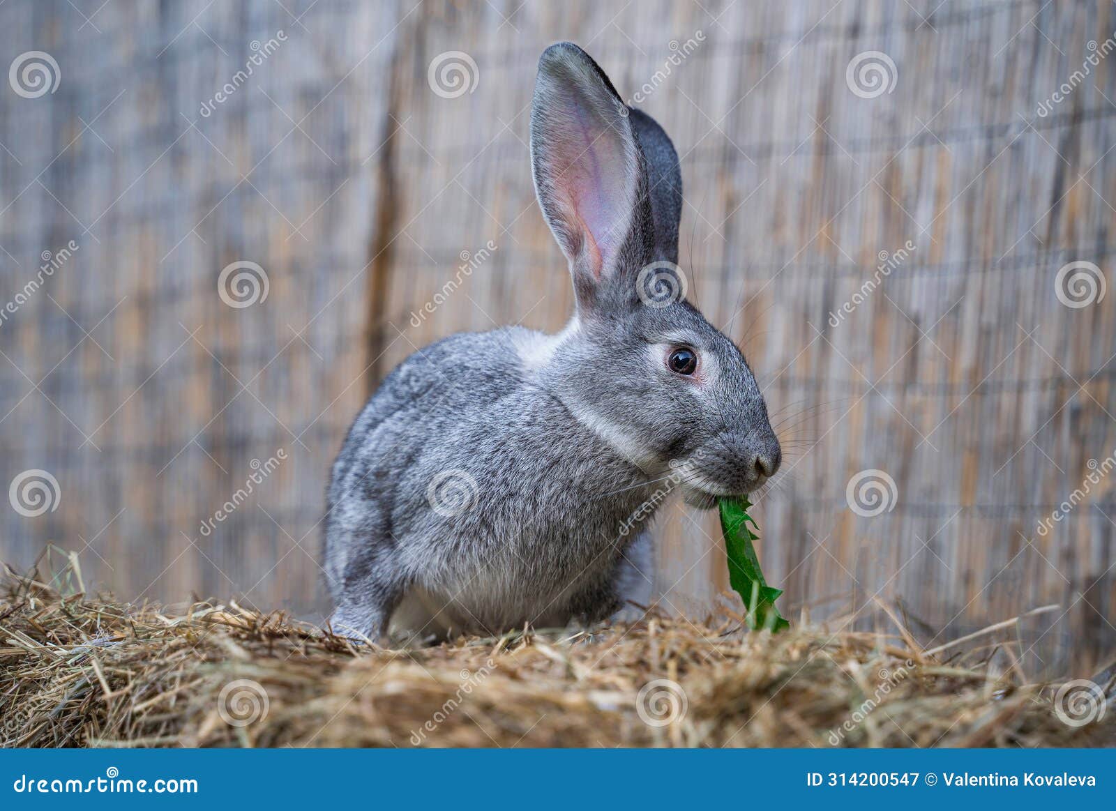 Soviet Chinchilla Rabbit Medium Size Stock Image - Image of adorable ...