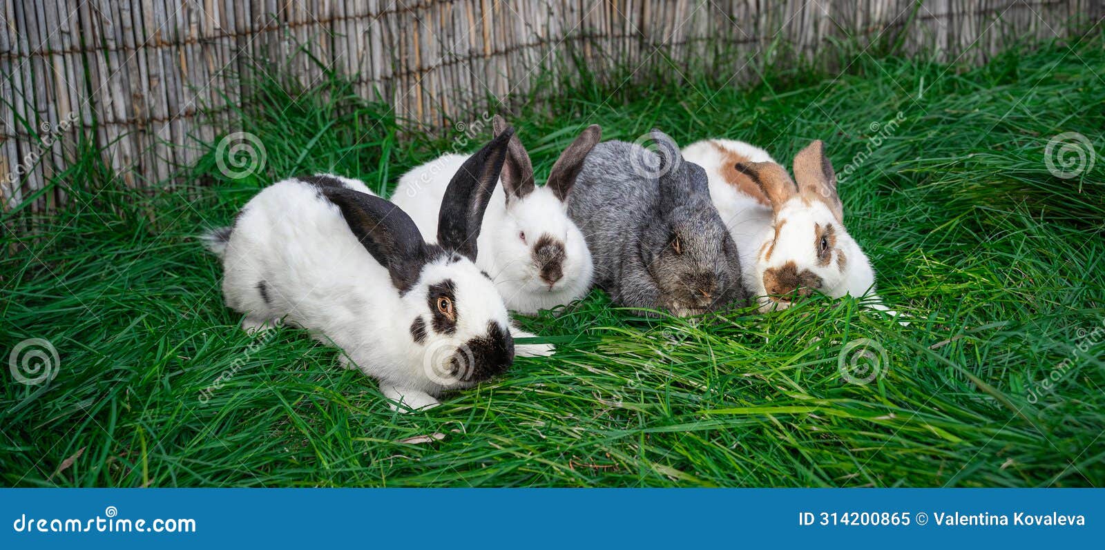 Strokach White with Black Spots Checkerd Gigantic, with Red Spots, Big ...