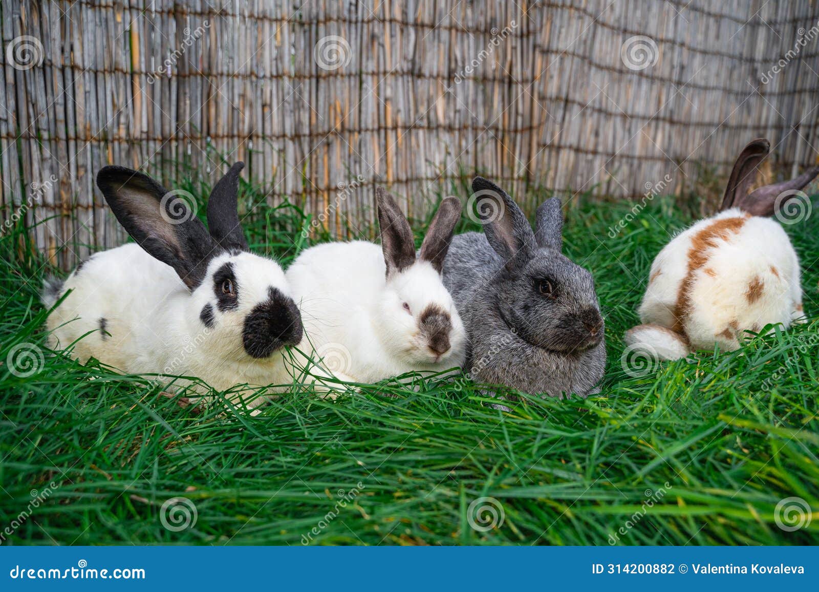 Strokach White with Black Spots Checkerd Gigantic, with Red Spots, Big ...