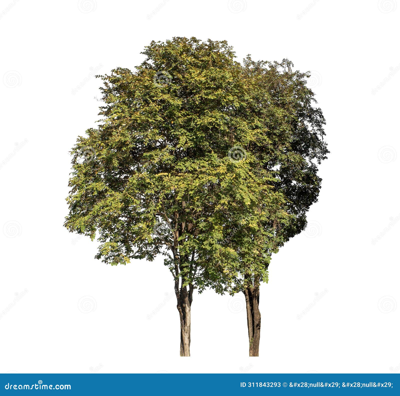 Trees on White Background with Clipping Path and Alpha Channel . Stock ...