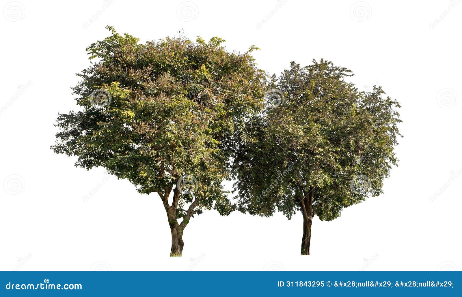 Trees on White Background with Clipping Path and Alpha Channel . Stock ...