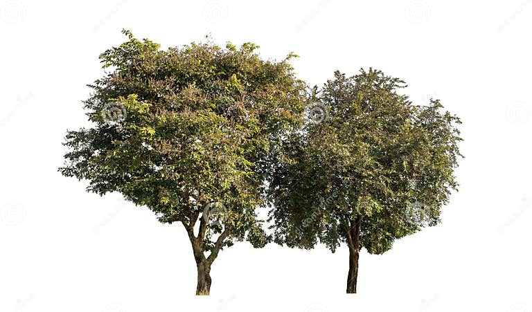 Trees on White Background with Clipping Path and Alpha Channel . Stock ...