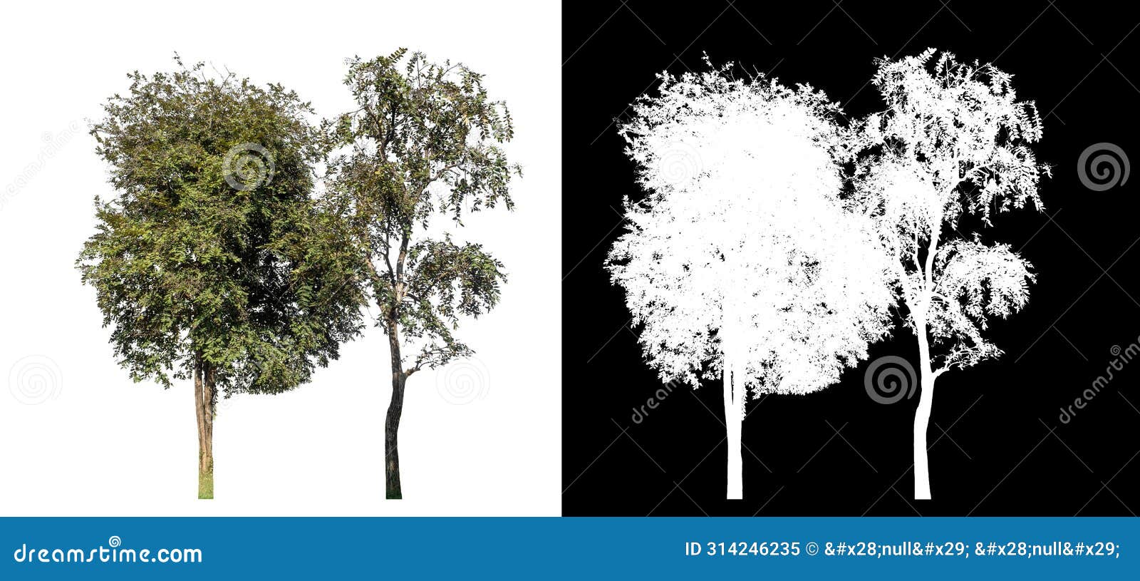 Trees on White Background with Clipping Path and Alpha Channel on Black ...