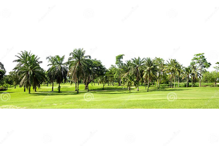 View of a High Definition Treeline Isolated Stock Photo - Image of ...