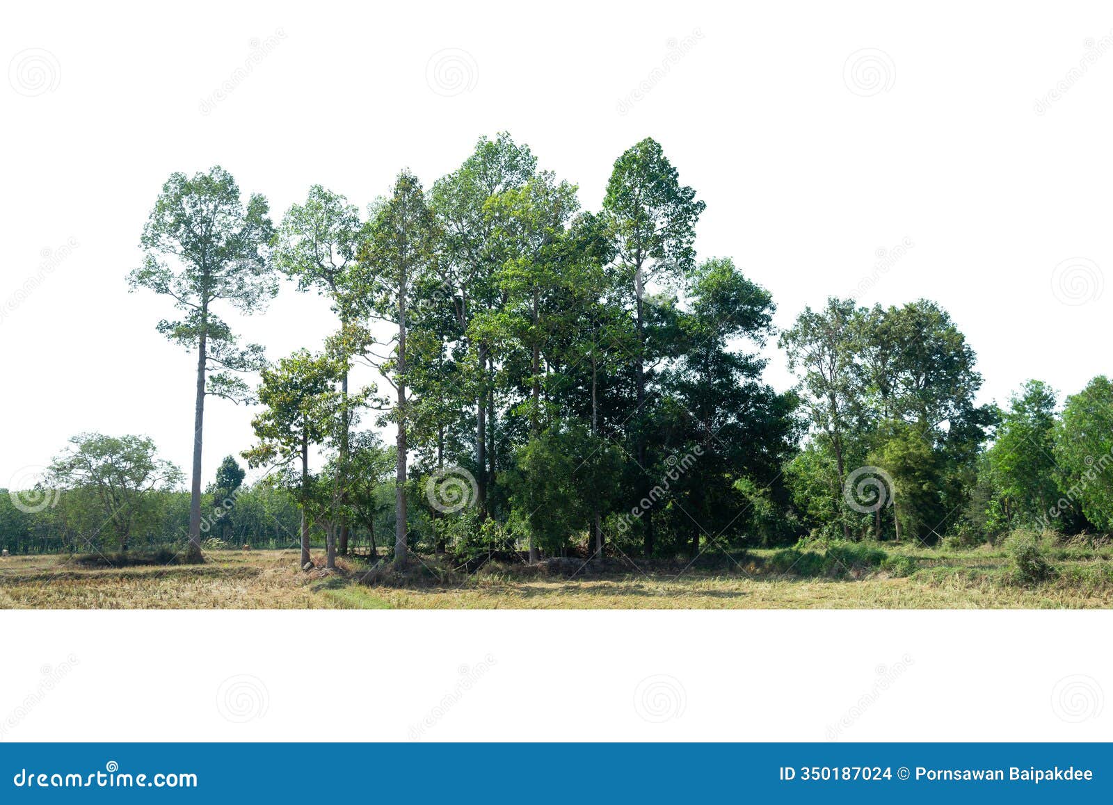 View of a High Definition Treeline Isolated Stock Photo - Image of ...