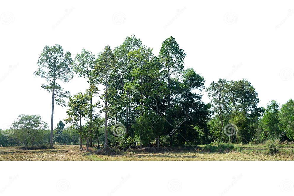 View of a High Definition Treeline Isolated Stock Photo - Image of ...