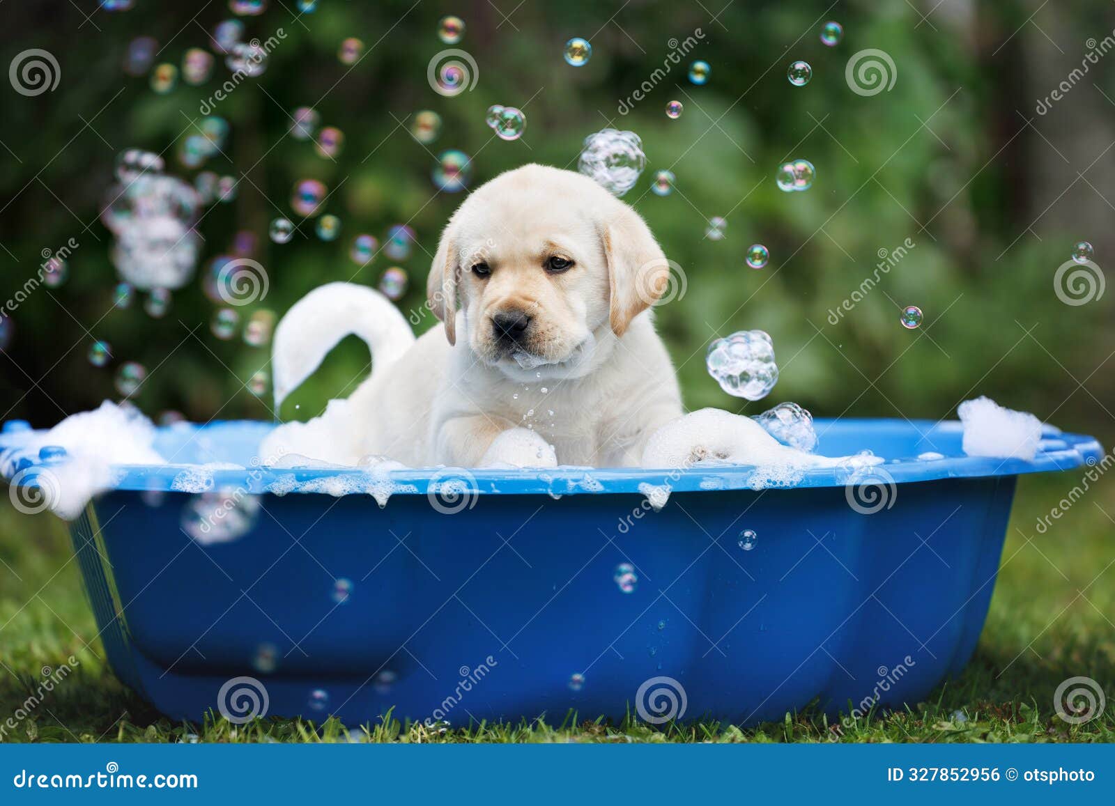 Yellow Labrador Puppy in a Basin with Soap and Bubbles Stock Photo ...