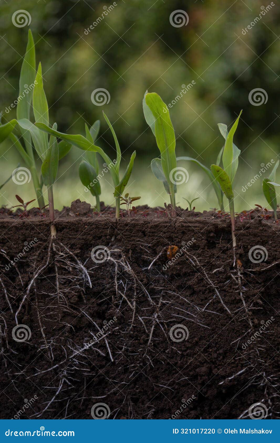 Young Corn Plants with Roots Stock Photo - Image of scenery, rise ...