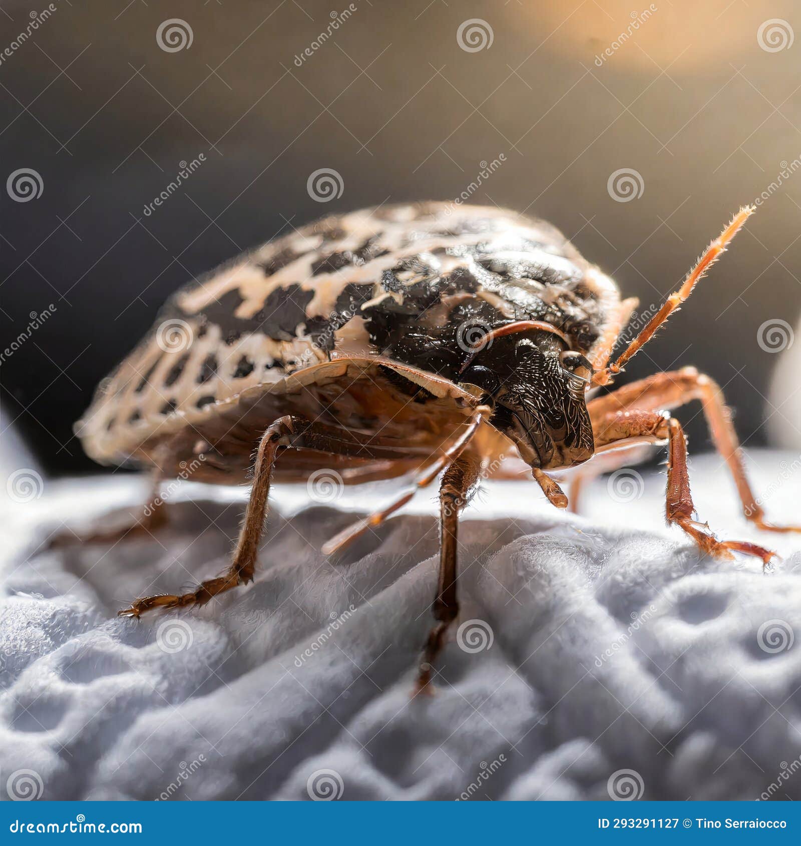 Generated ImageBedbug Close Up Of Cimex Hemipterus - Bed Bug On Bed ...
