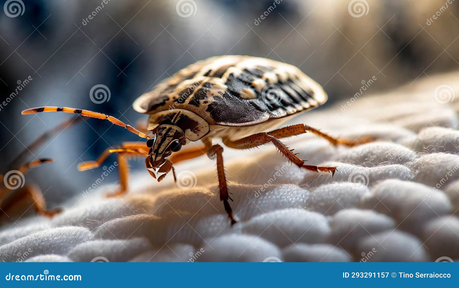 Generated ImageBedbug Close Up Of Cimex Hemipterus - Bed Bug On Bed ...