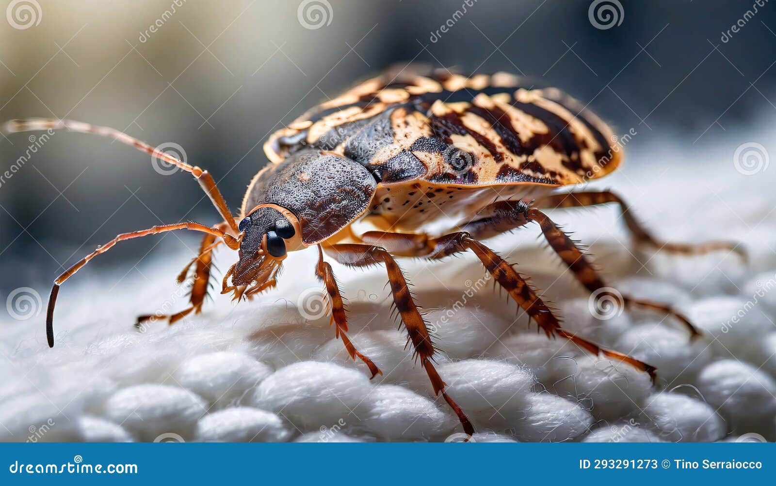Generated ImageBedbug Close Up Of Cimex Hemipterus - Bed Bug On Bed ...