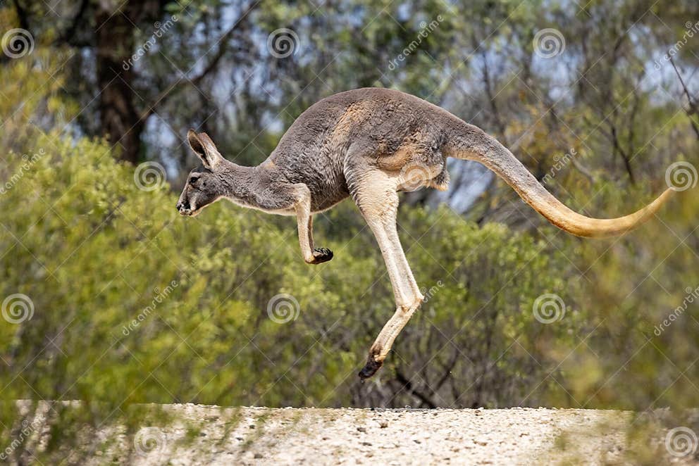 Generated Kangaroo in Flightimage Stock Photo - Image of outback ...