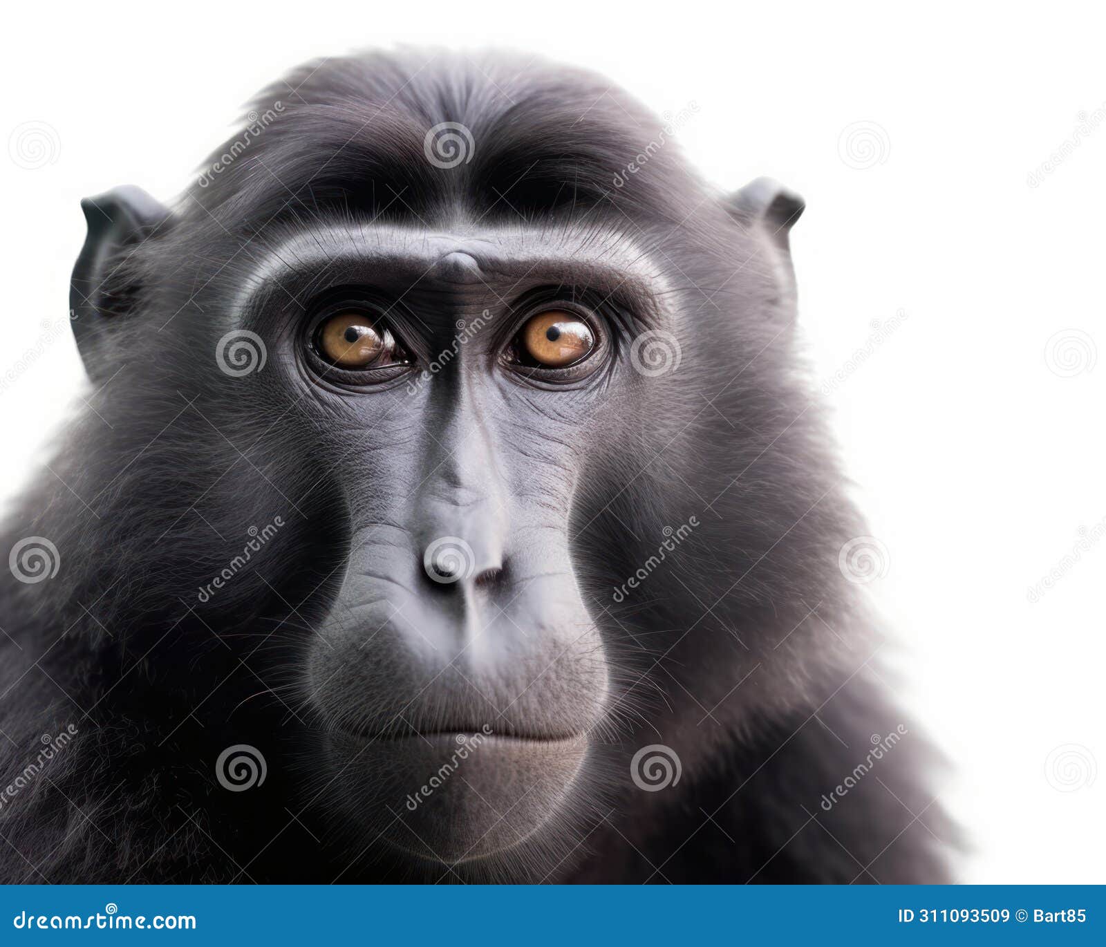 Photo of Crested Black Macaque Isolated on White Background. Generative ...